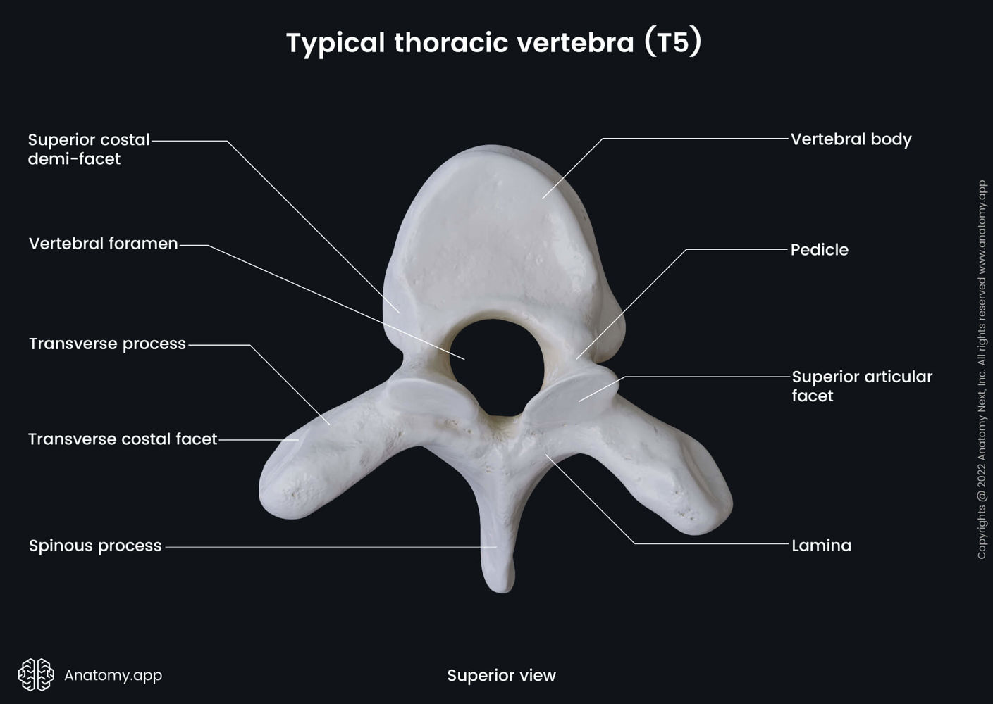 Thoracic vertebrae | Anatomy.app