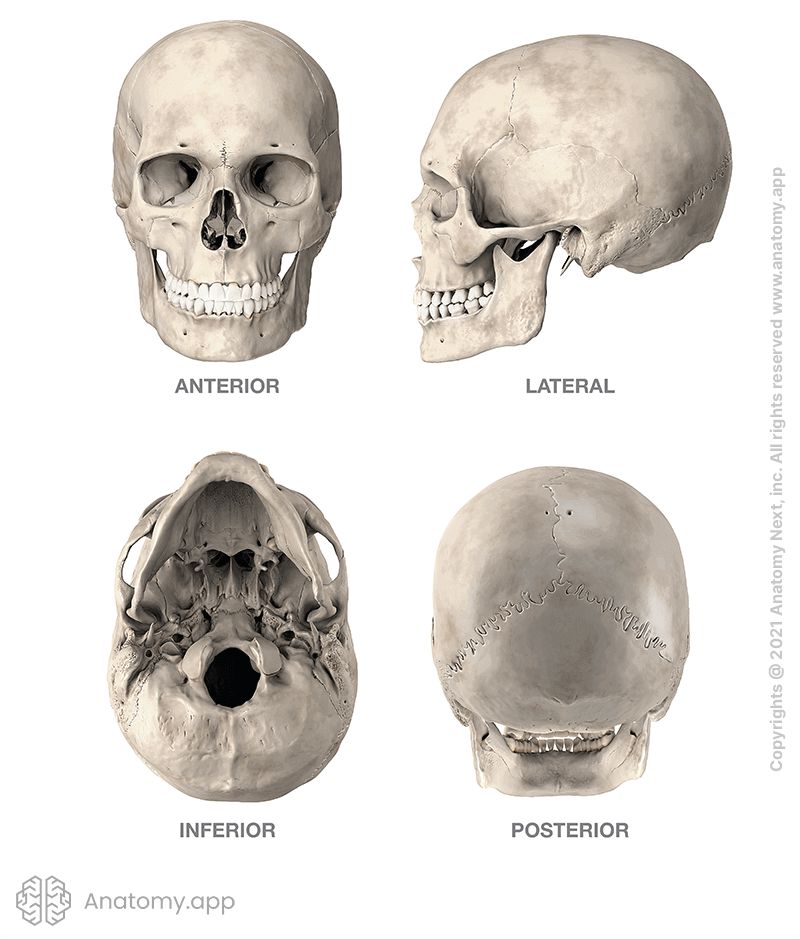 Skull | Encyclopedia | Anatomy.app | Learn anatomy | 3D models ...