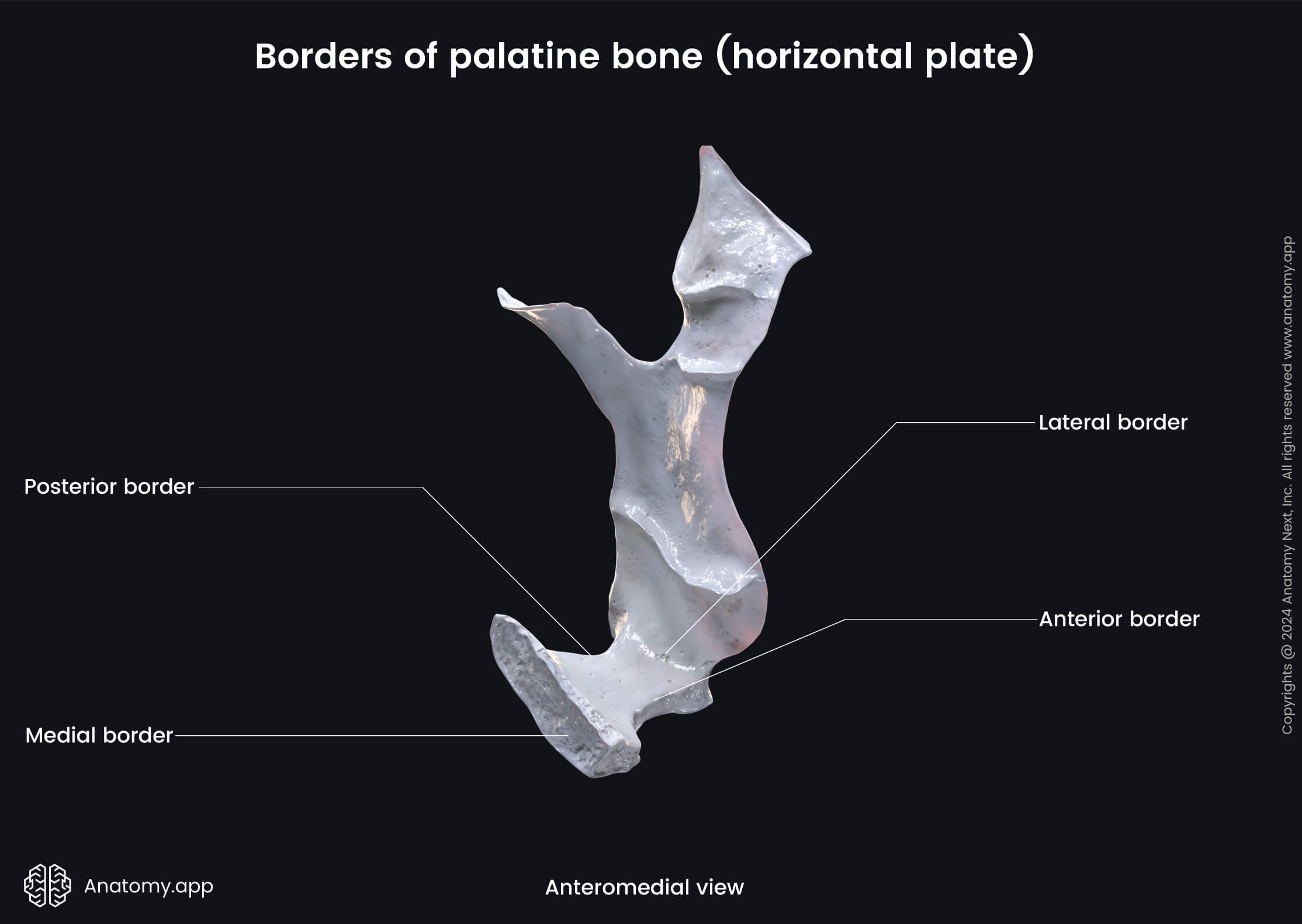 Palatine bone | Encyclopedia | Anatomy.app | Learn anatomy | 3D models ...