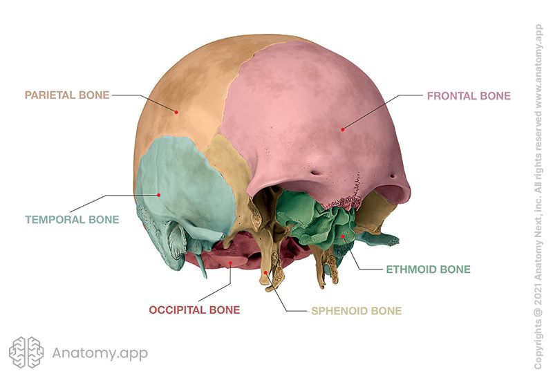 Neurocranium | Encyclopedia | Anatomy.app | Learn anatomy | 3D models ...