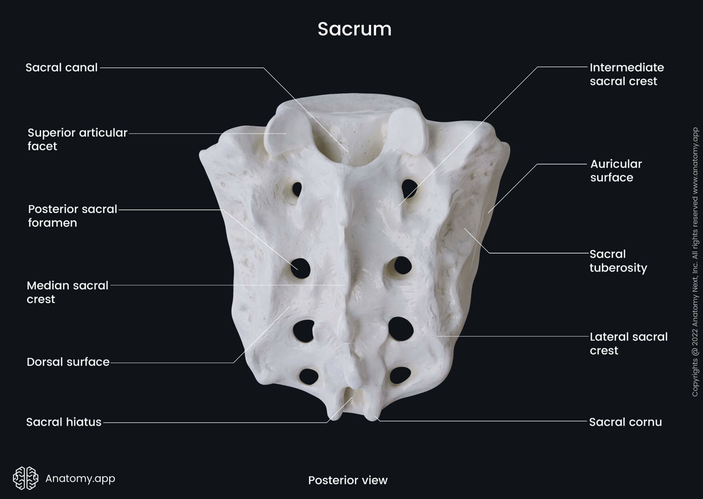 Sacrum | Anatomy.app