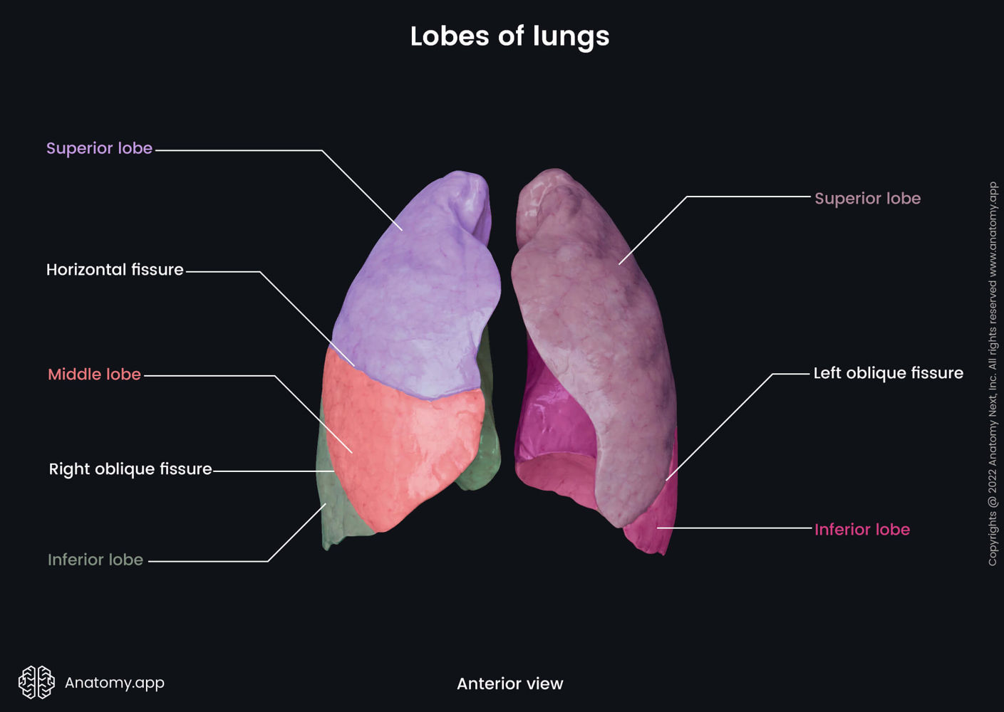 Lungs | Anatomy.app