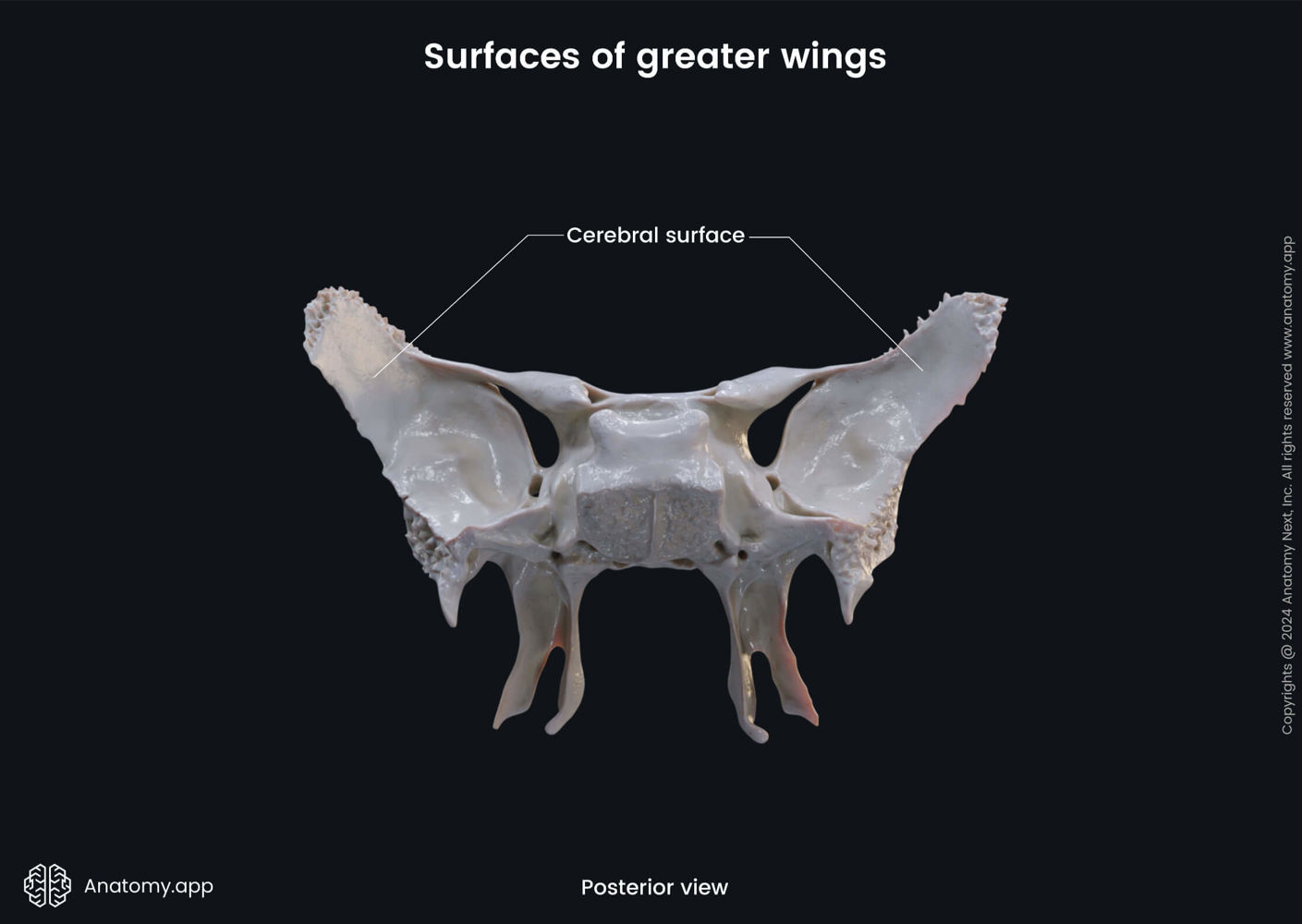 Sphenoid bone | Anatomy.app