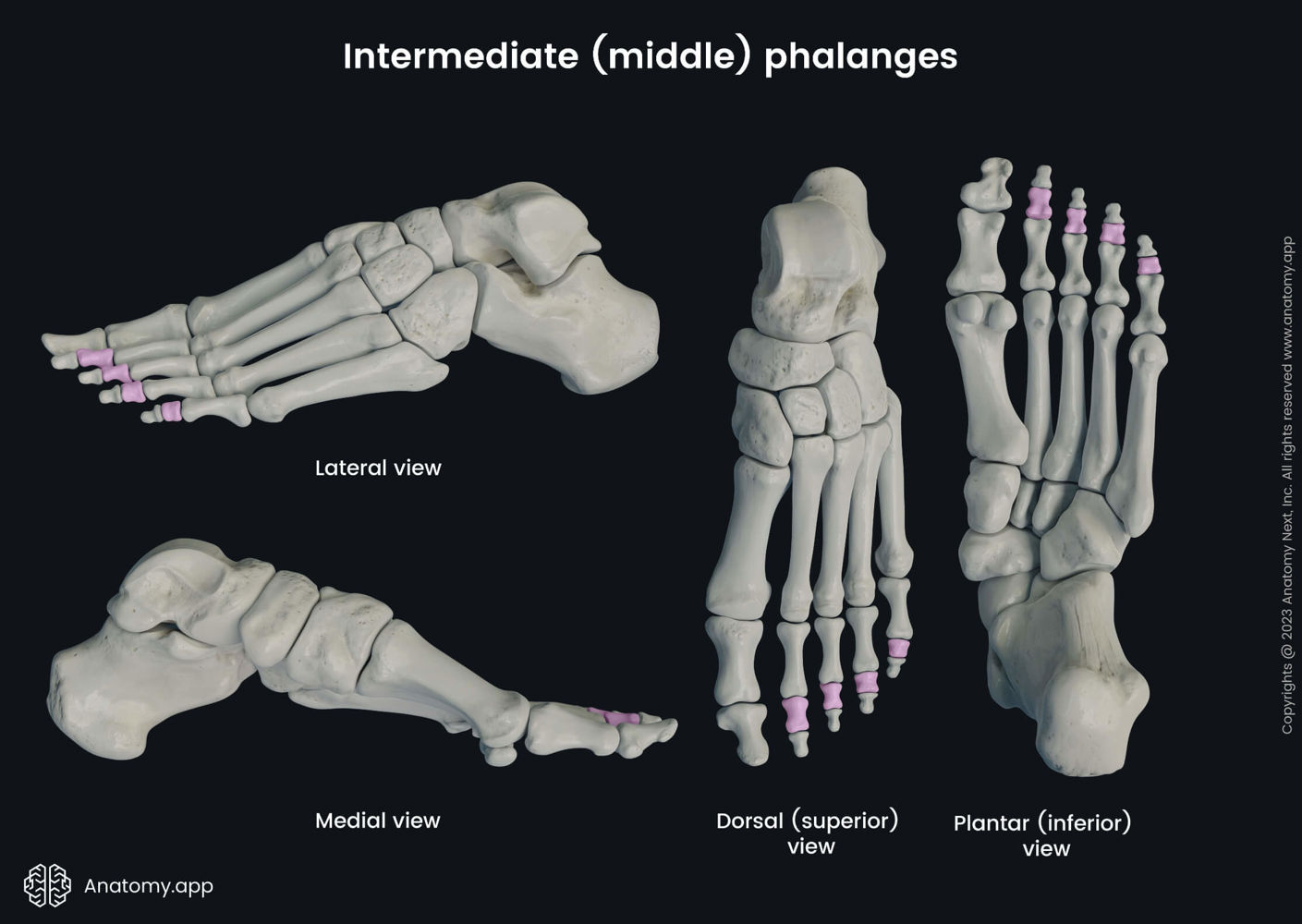 Phalanges of foot | Anatomy.app