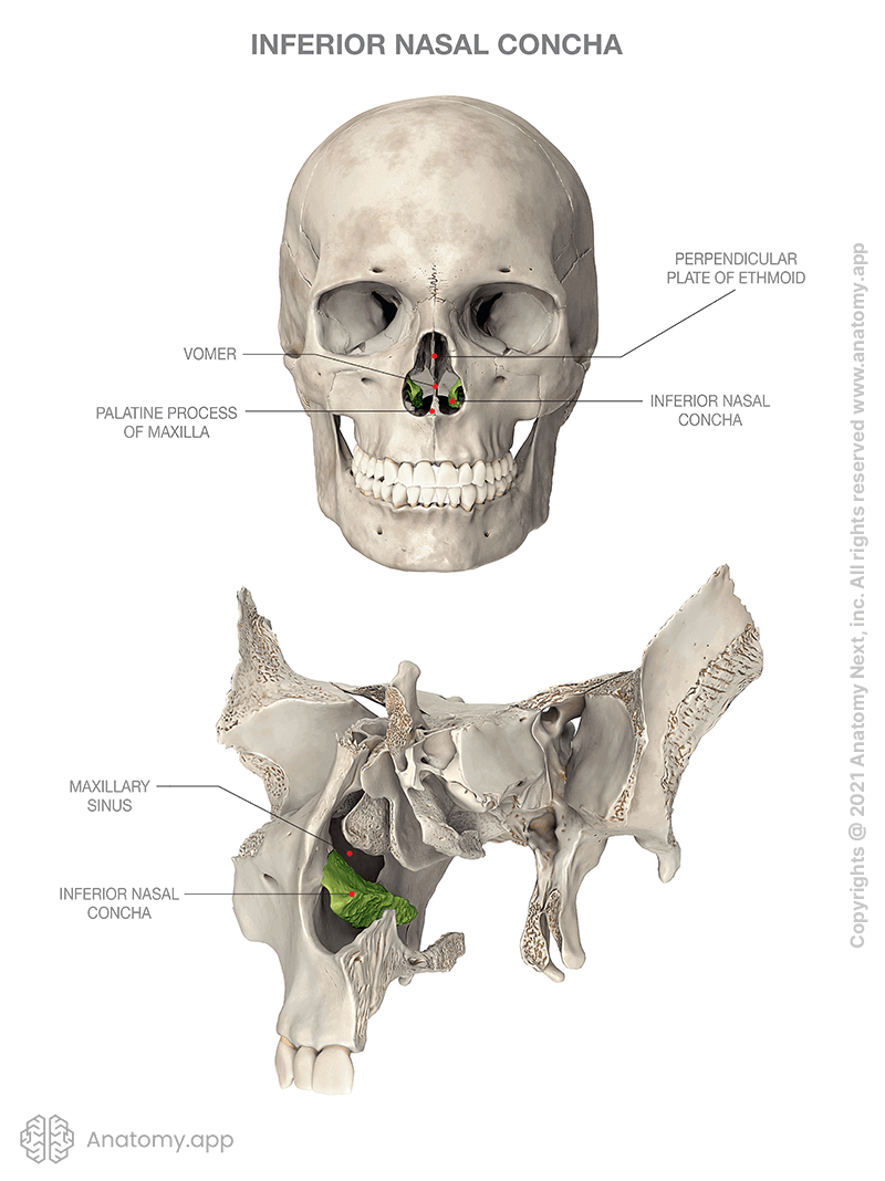 Inferior nasal concha | Encyclopedia | Anatomy.app | Learn anatomy | 3D ...
