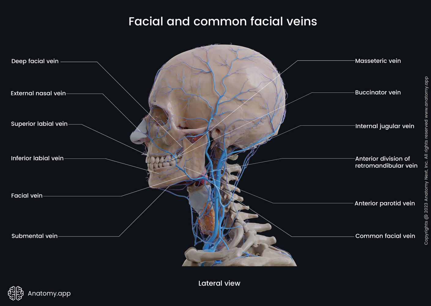 Facial vein | Anatomy.app