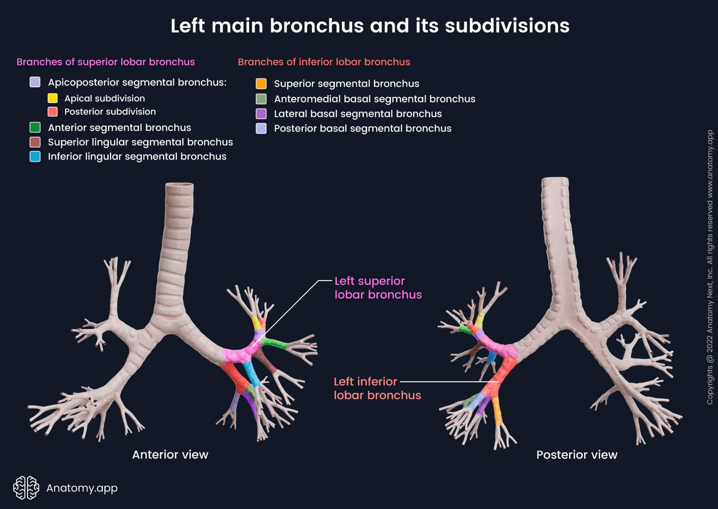 Bronchi | Anatomy.app