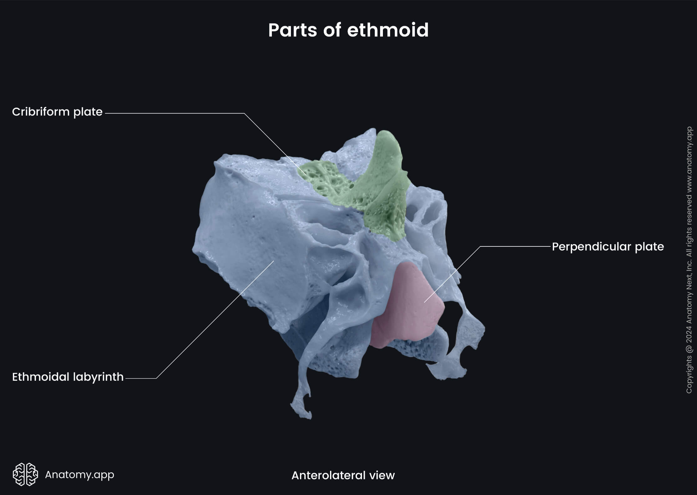 Ethmoid bone | Encyclopedia | Anatomy.app | Learn anatomy | 3D models ...