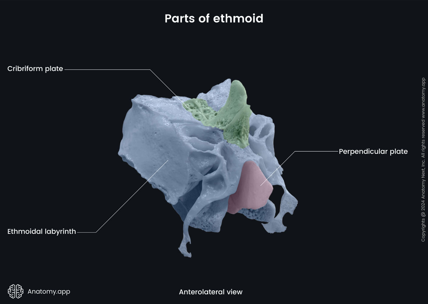 Ethmoid bone | Anatomy.app