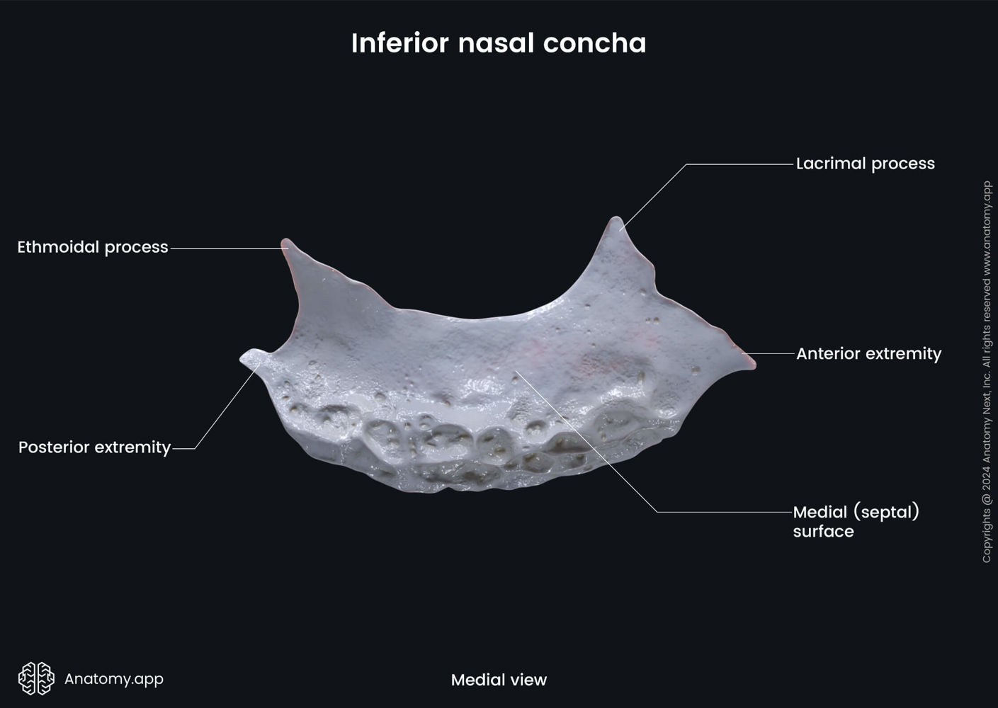 Inferior nasal concha | Anatomy.app