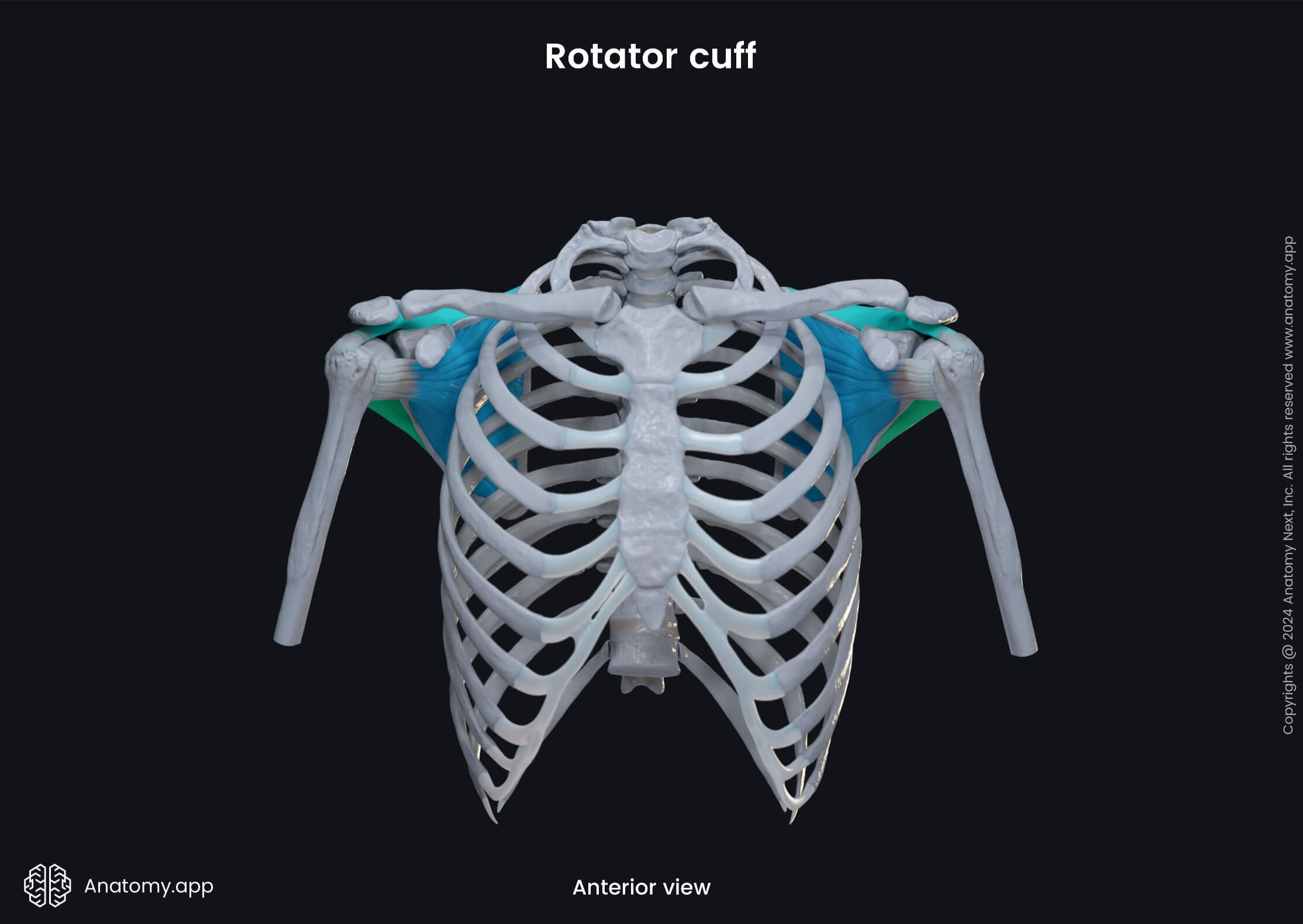 Rotator cuff | Encyclopedia | Anatomy.app | Learn anatomy | 3D models ...