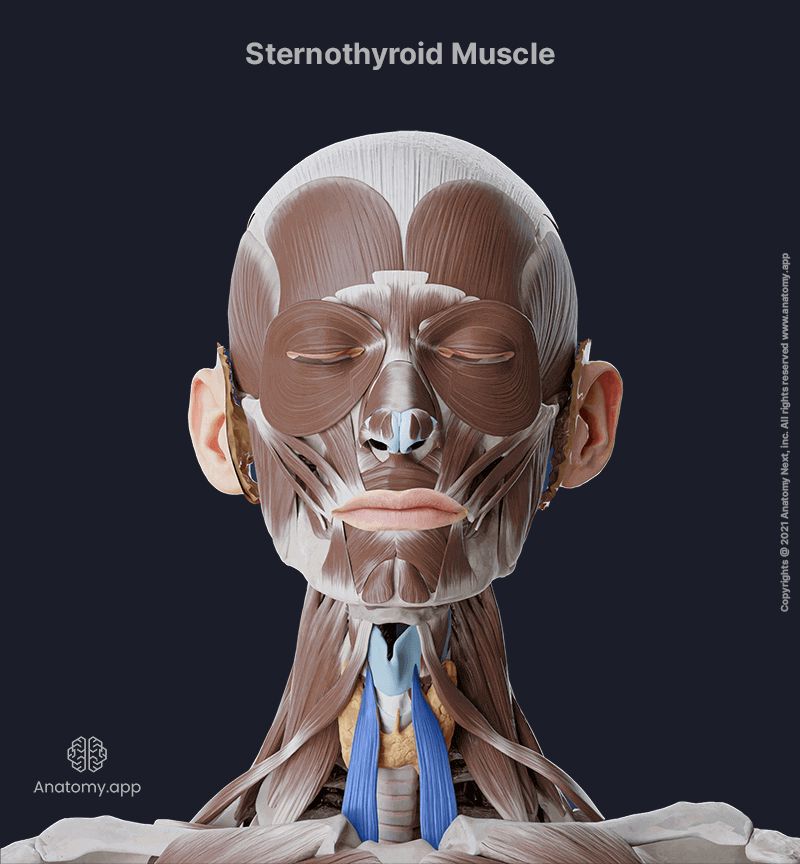 Sternothyroid | Anatomy.app