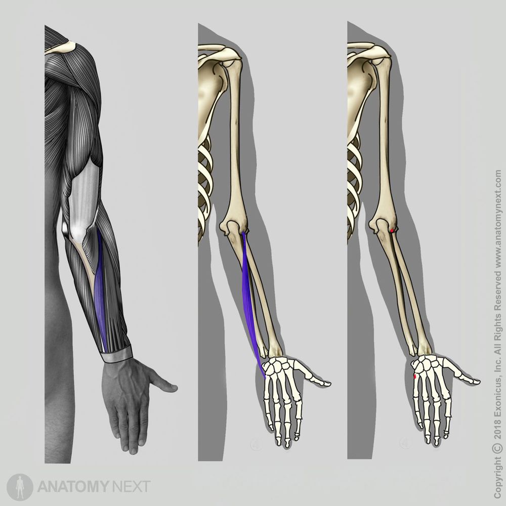 Extensor carpi ulnaris | Anatomy.app