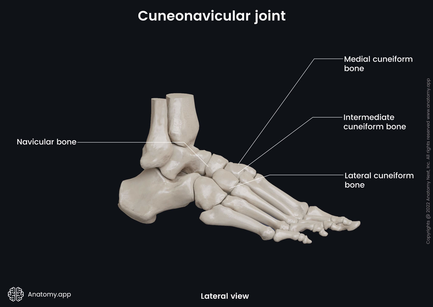 Cuneonavicular joint | Anatomy.app