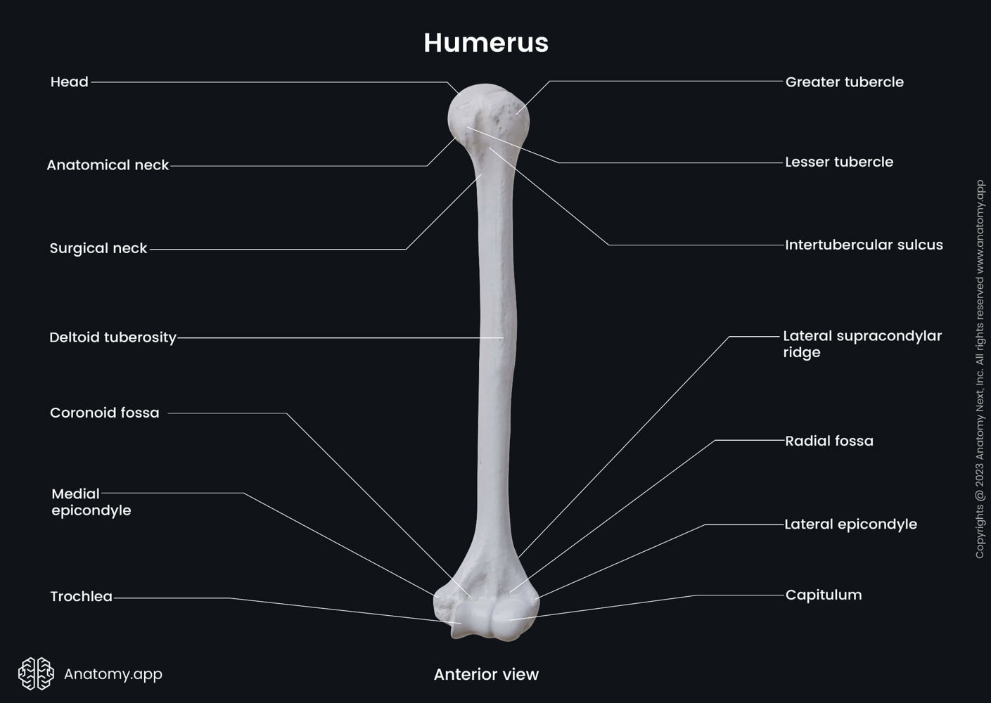 Humerus | Anatomy.app
