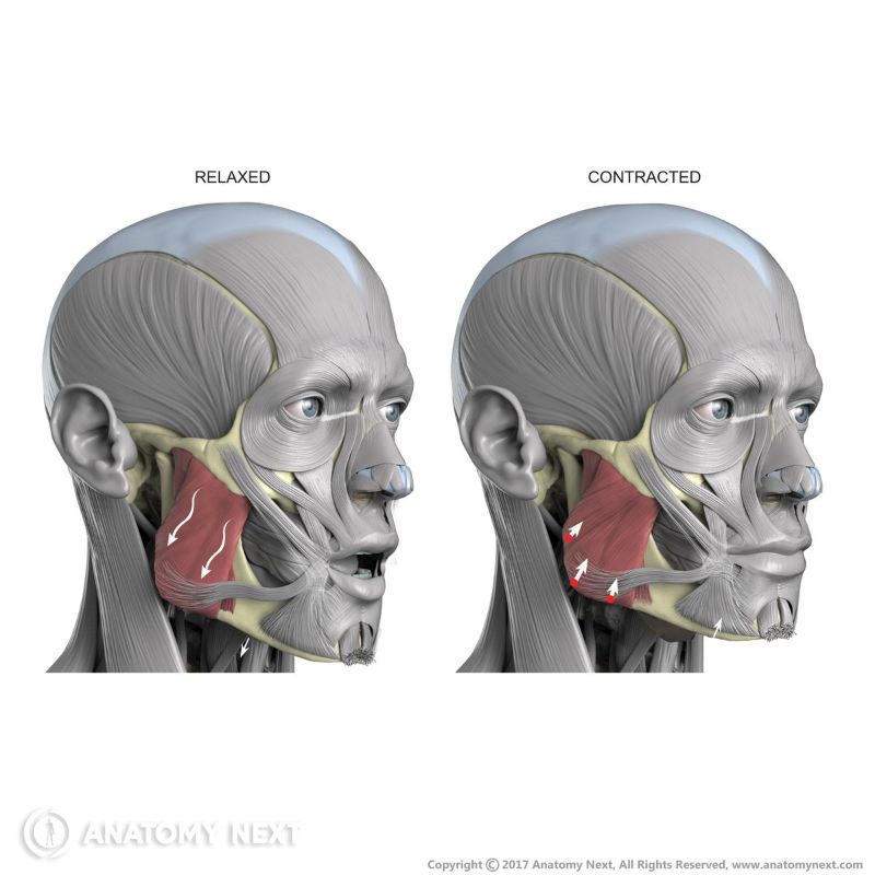 Masseter | Anatomy.app