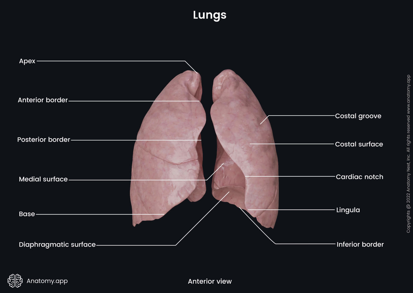 Lungs | Anatomy.app