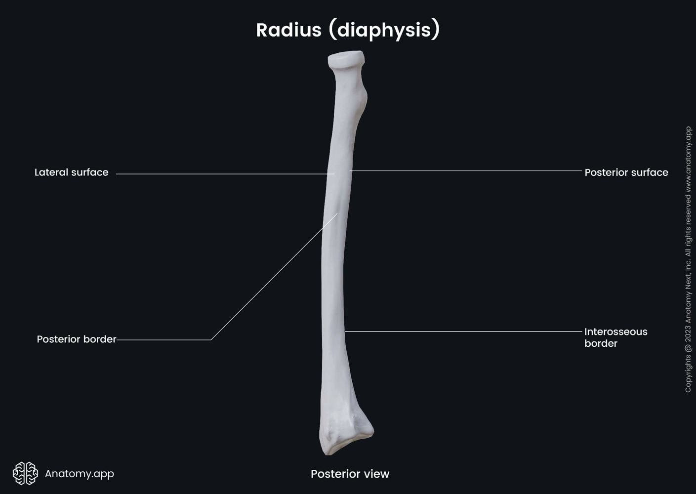 Anatomy Of The Radius