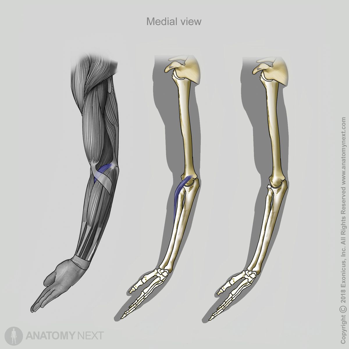 Pronator teres | Encyclopedia | Anatomy.app | Learn anatomy | 3D models ...