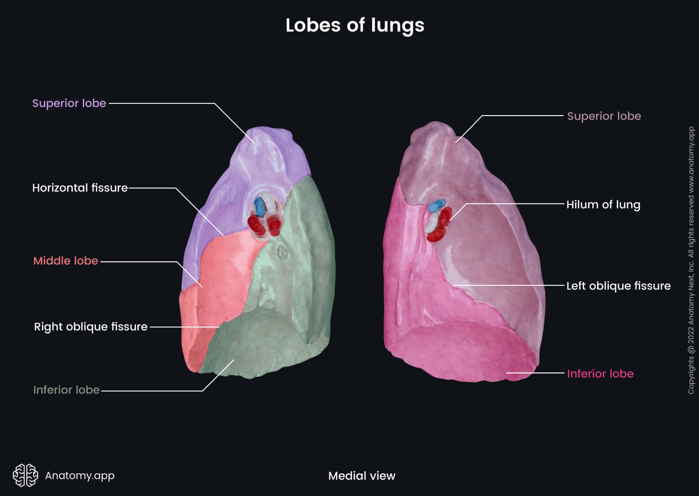 Lungs | Anatomy.app