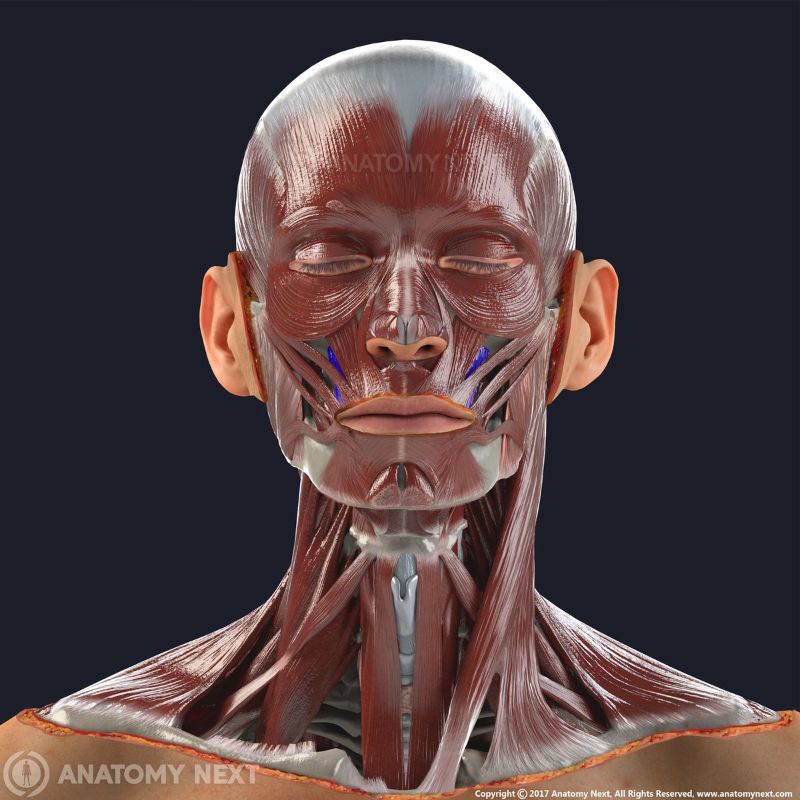 Levator anguli oris | Anatomy.app