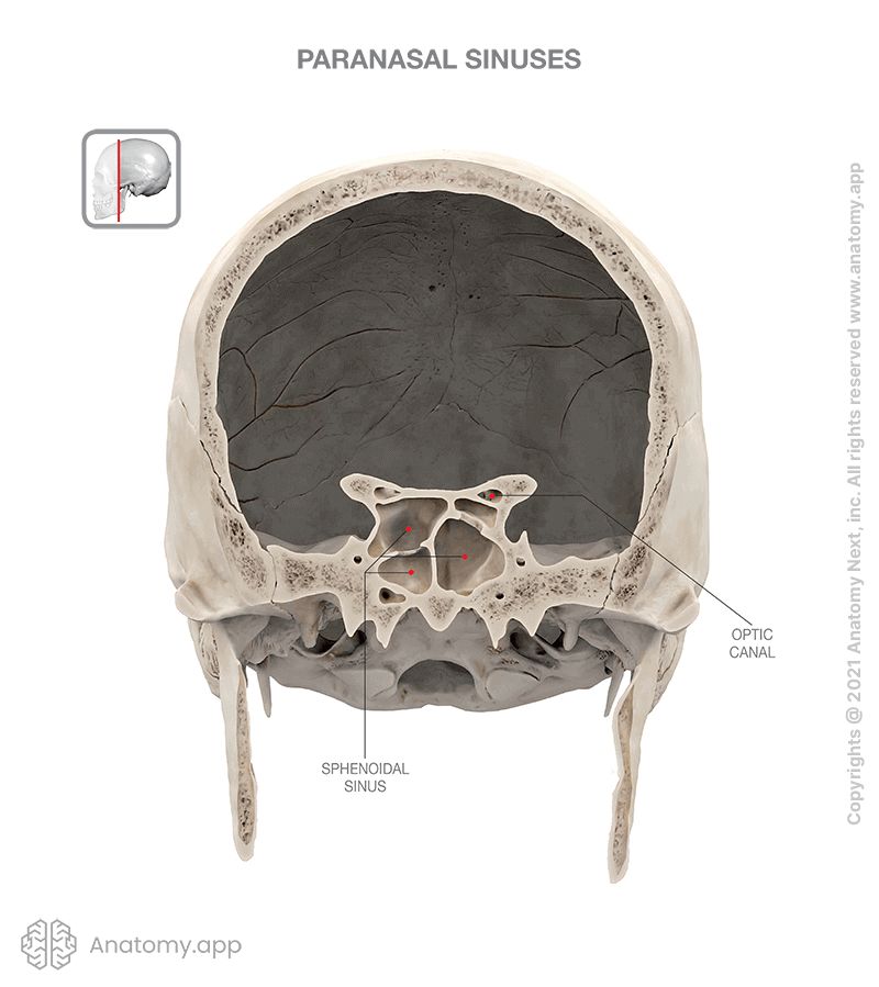 Sphenoidal sinus | Anatomy.app