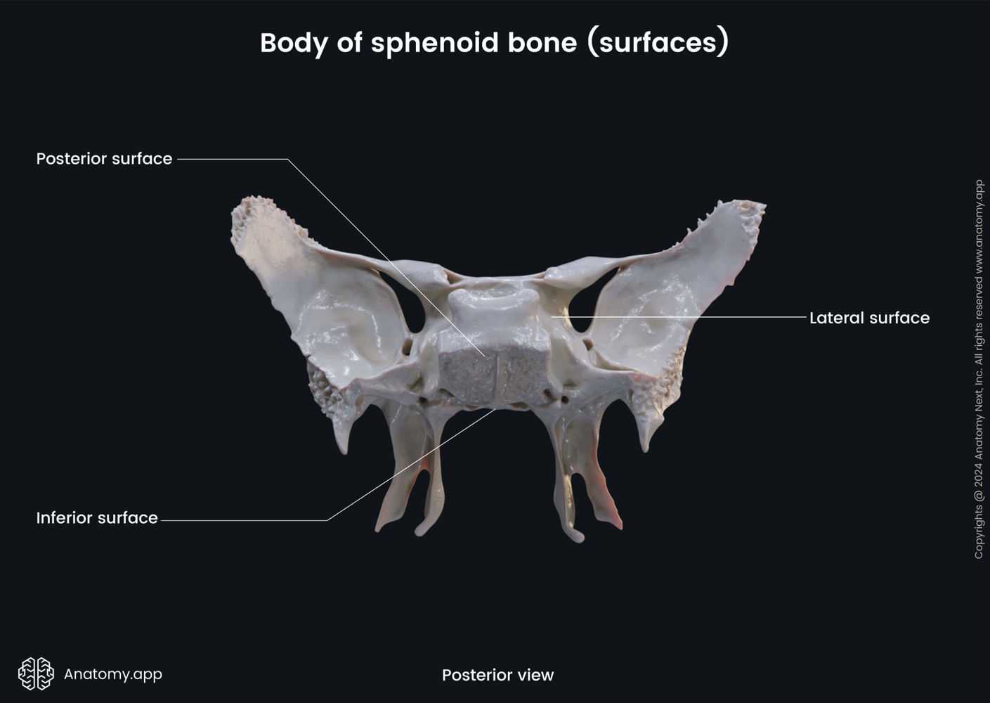 Sphenoid bone | Anatomy.app