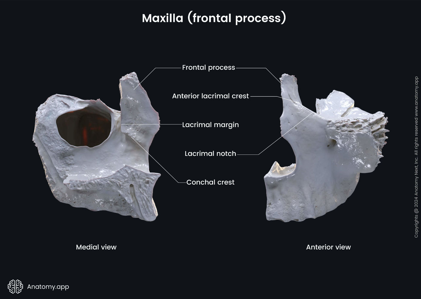 Maxilla | Anatomy.app
