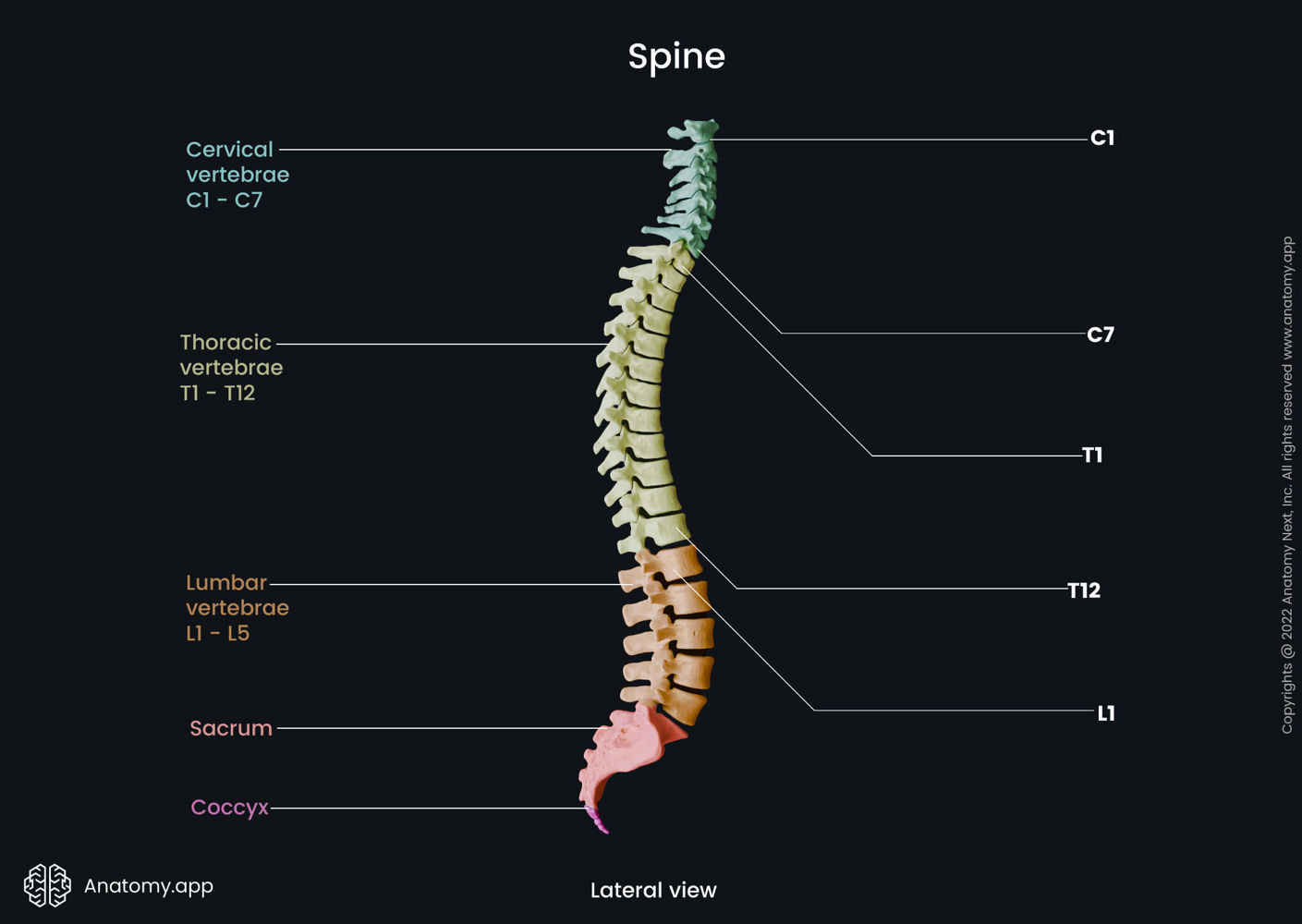Spine | Anatomy.app
