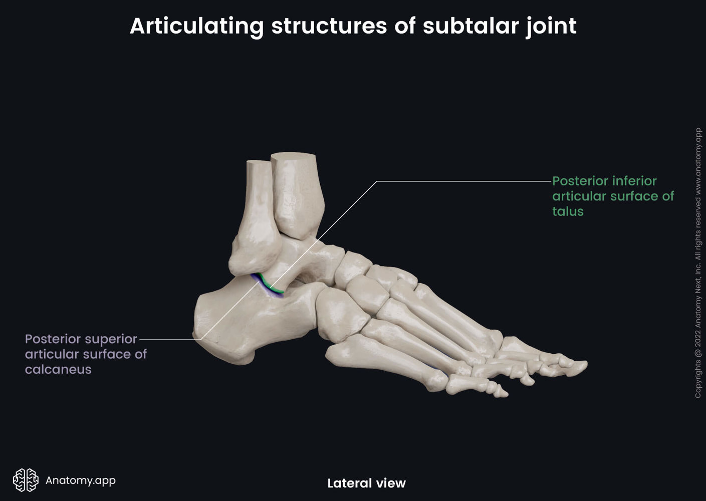 Subtalar joint | Anatomy.app