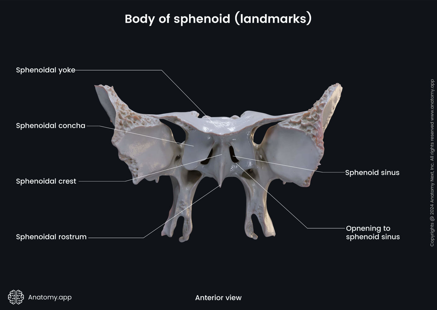 Sphenoid bone | Anatomy.app