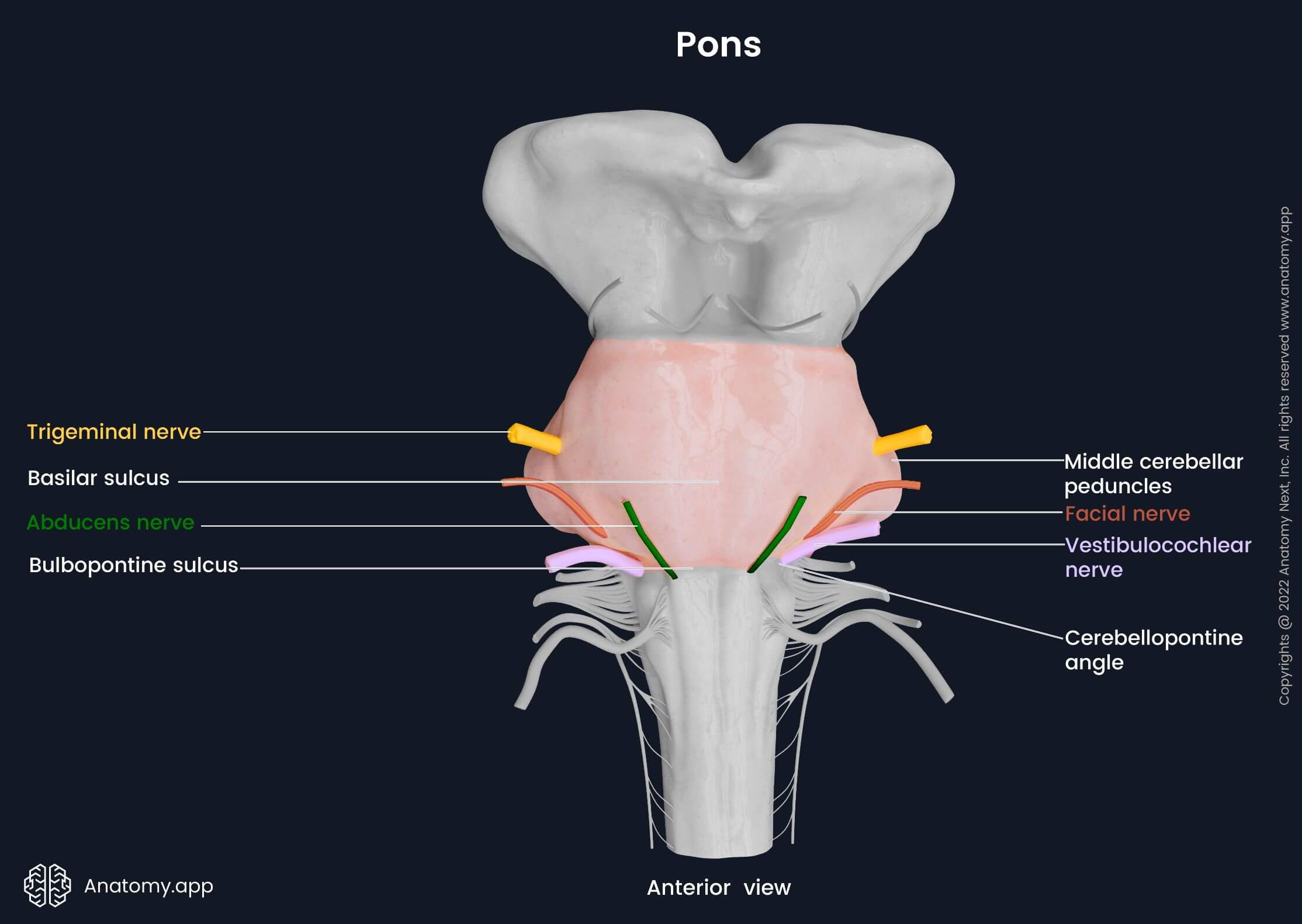 Pons | Encyclopedia | Anatomy.app | Learn anatomy | 3D models, articles ...