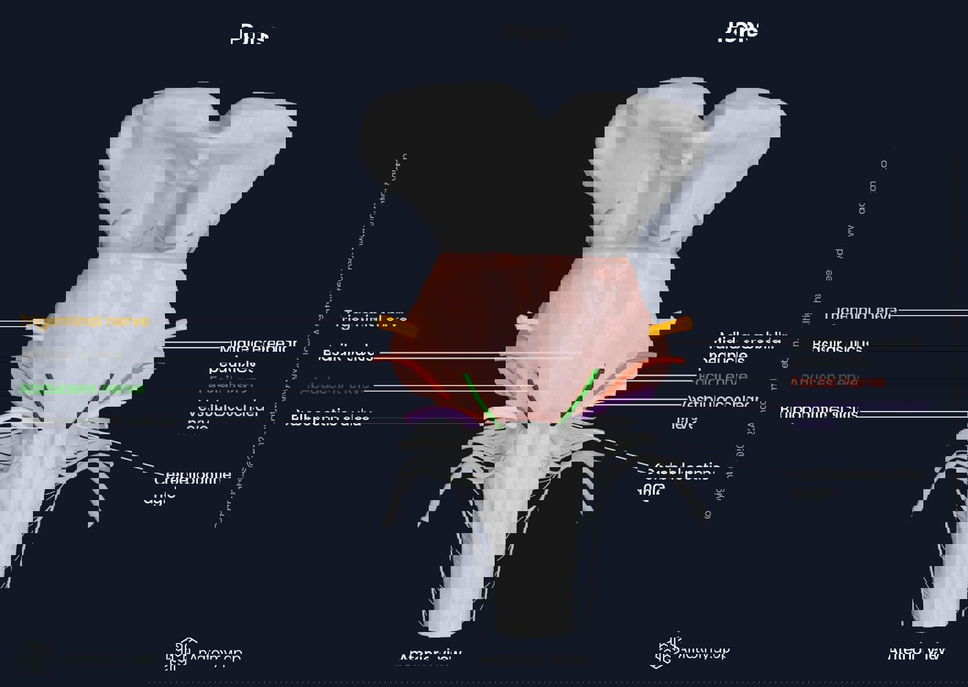 Pons | Anatomy.app
