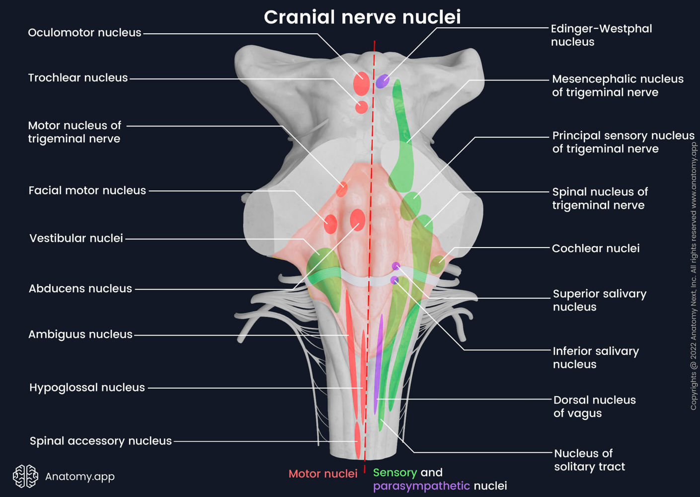 Brainstem | Anatomy.app