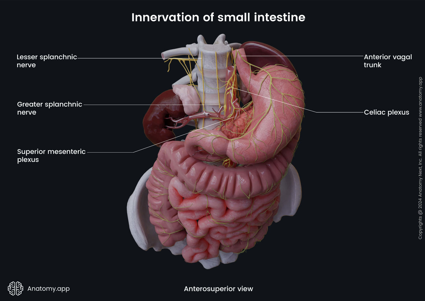 Small intestine | Anatomy.app