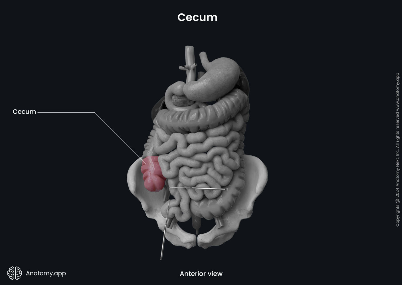 Cecum and vermiform appendix | Anatomy.app