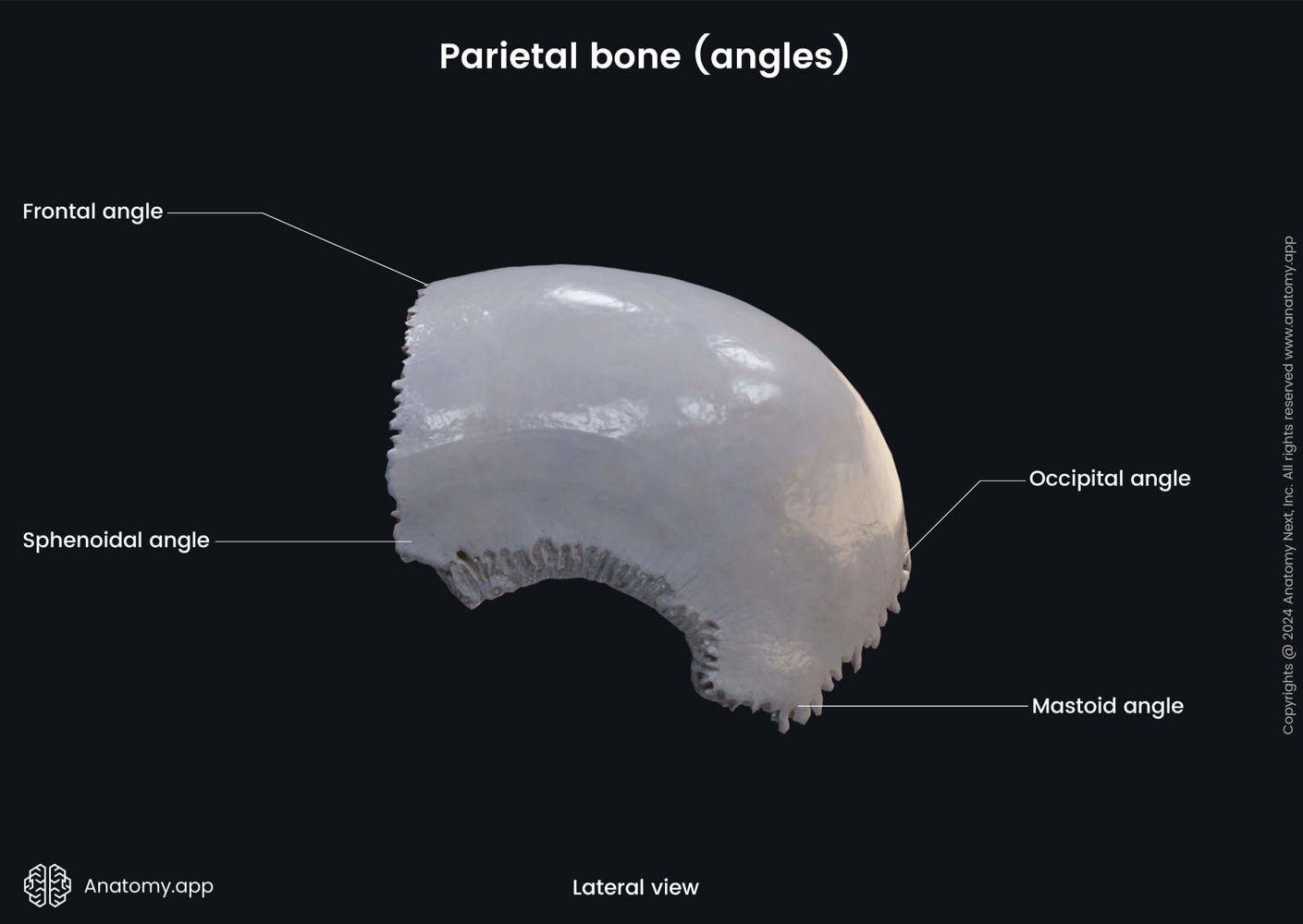 Parietal bone | Anatomy.app
