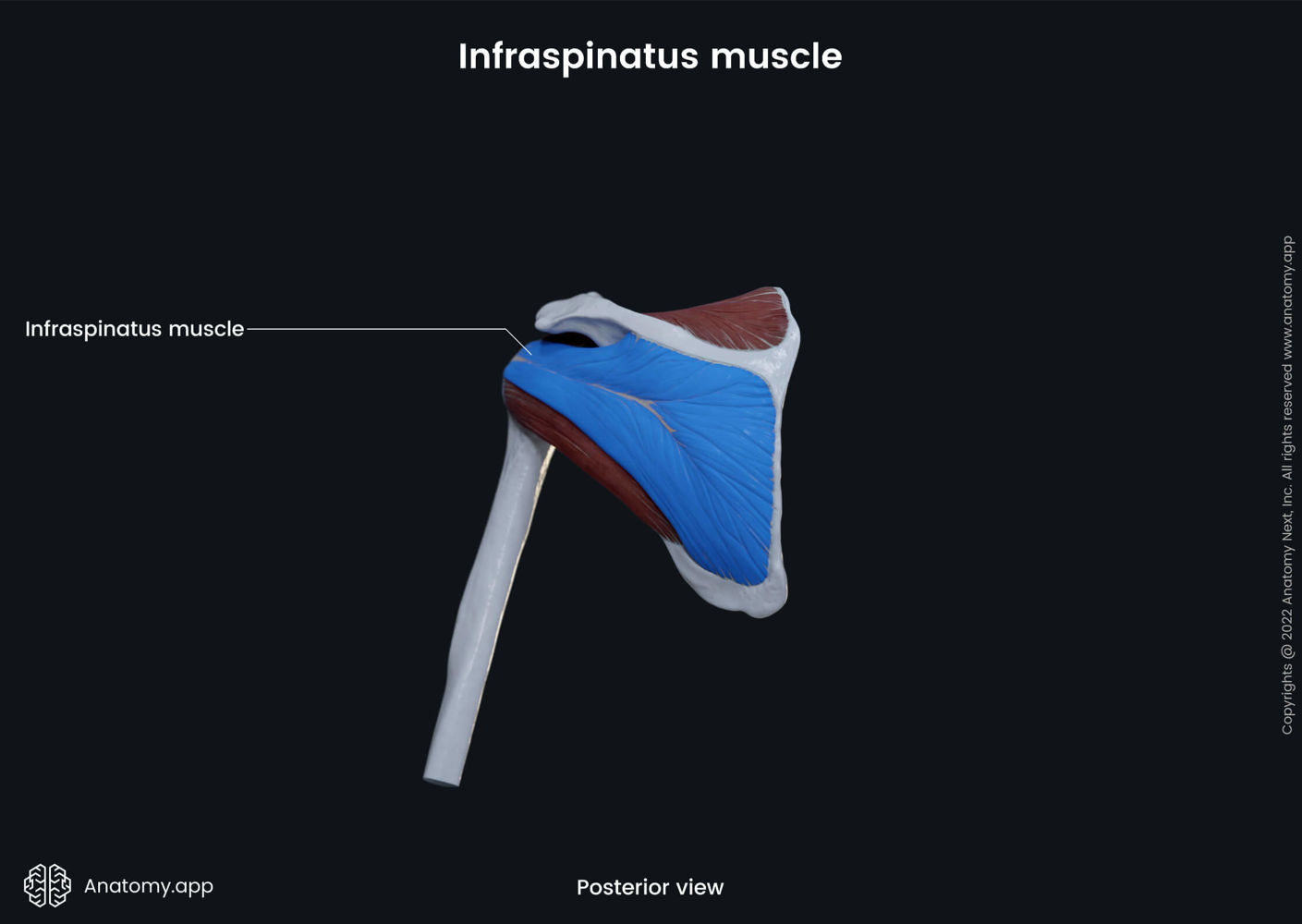 Infraspinatus | Anatomy.app