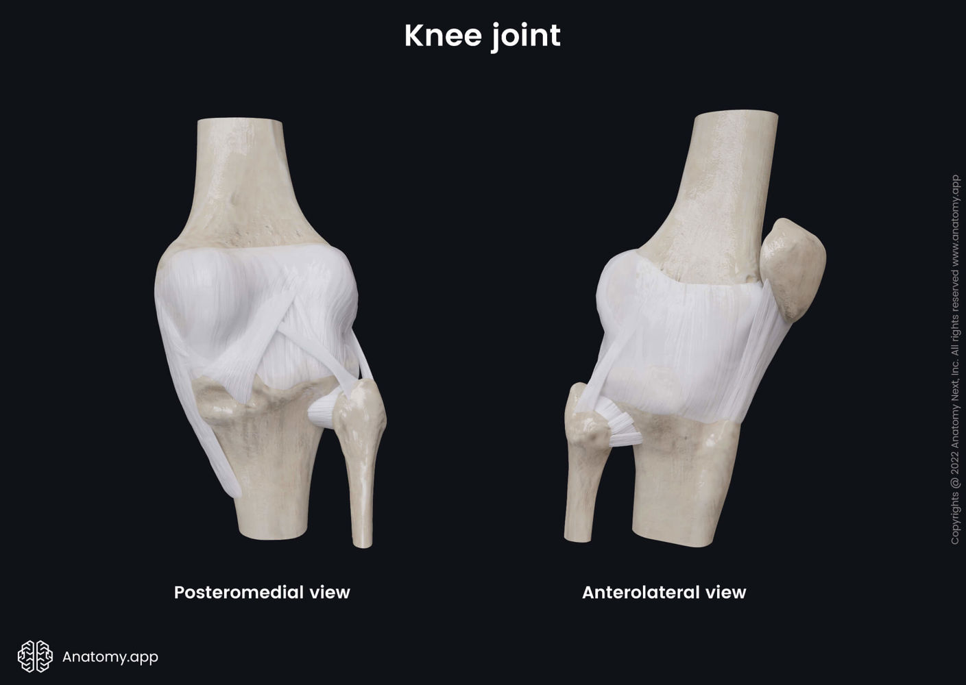 Knee joint | Anatomy.app