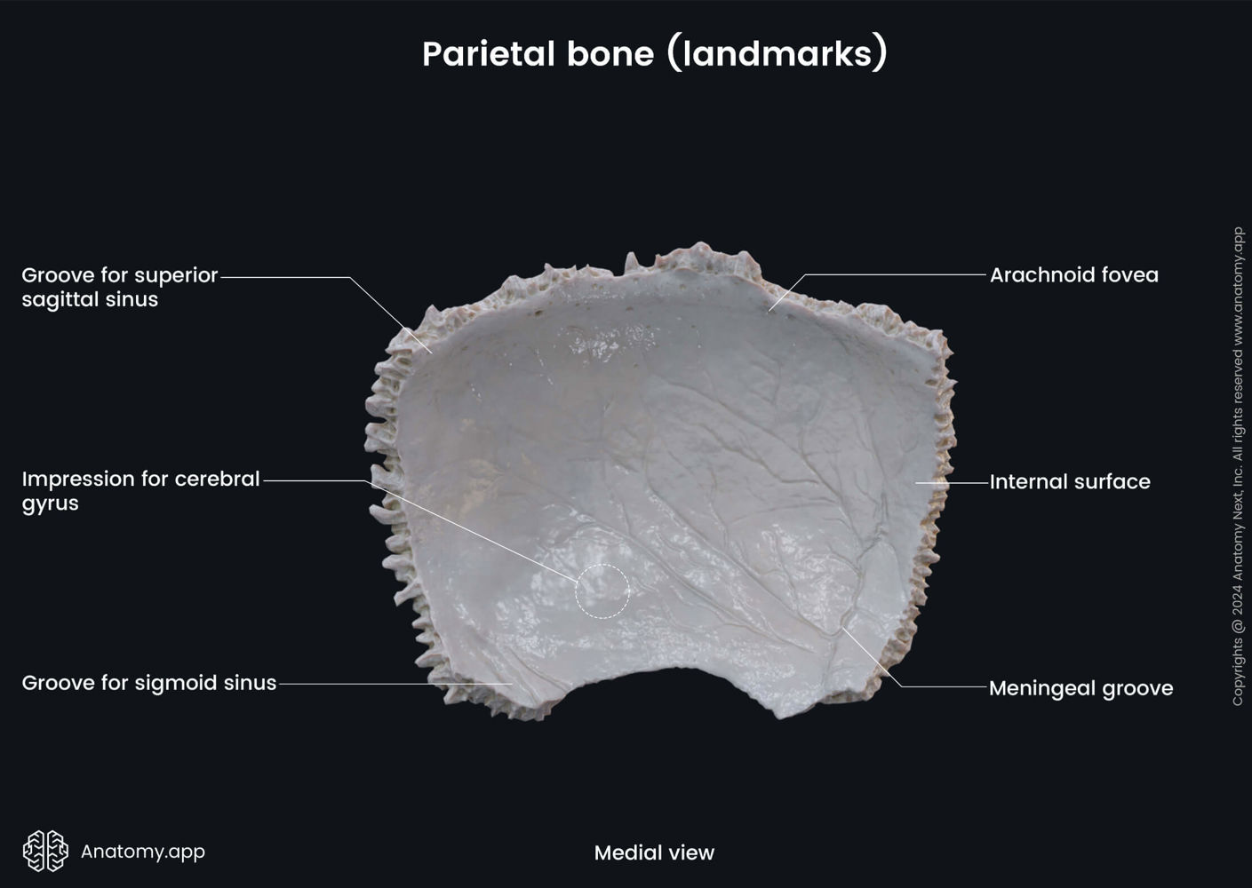 Parietal Bone Anatomy App