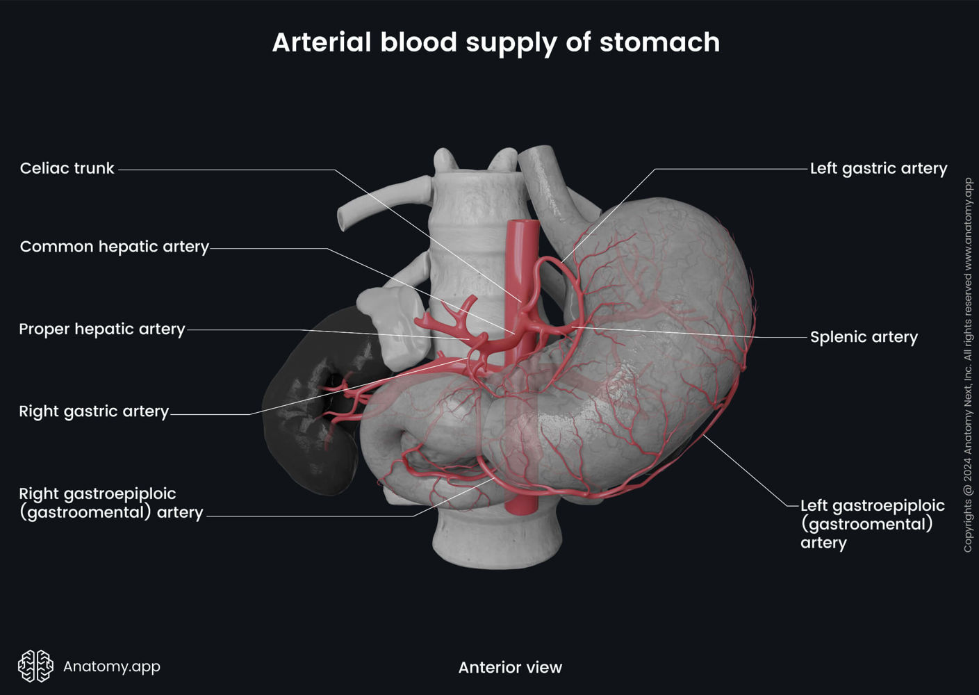 Splenic artery | Anatomy.app