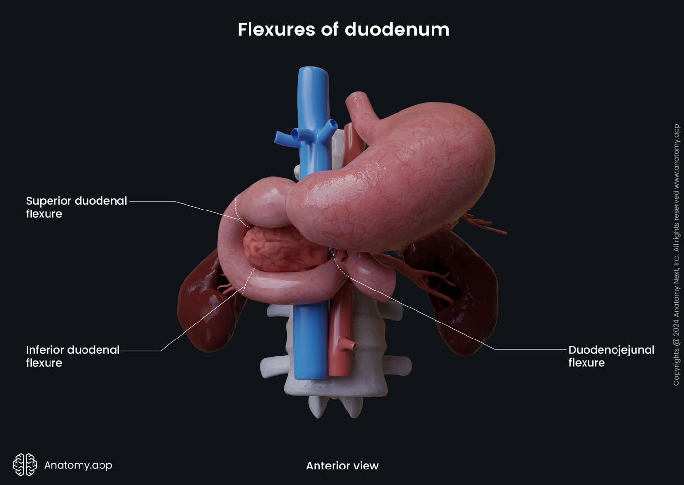 Duodenum | Anatomy.app