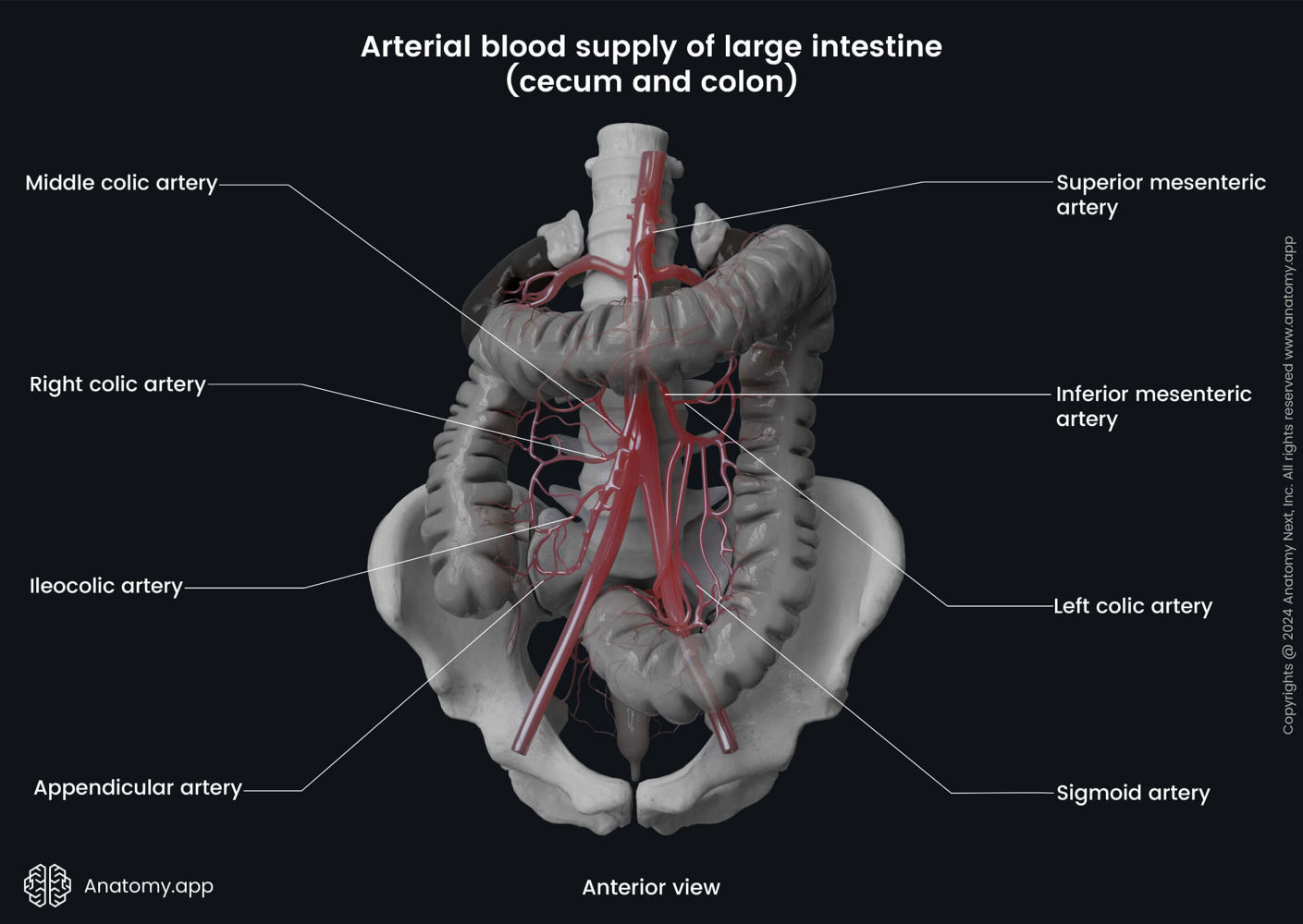 Ileocolic artery | Anatomy.app