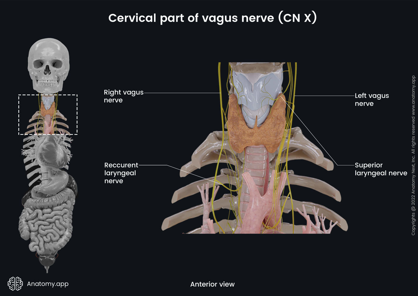 Vagus nerve (CN X) | Anatomy.app