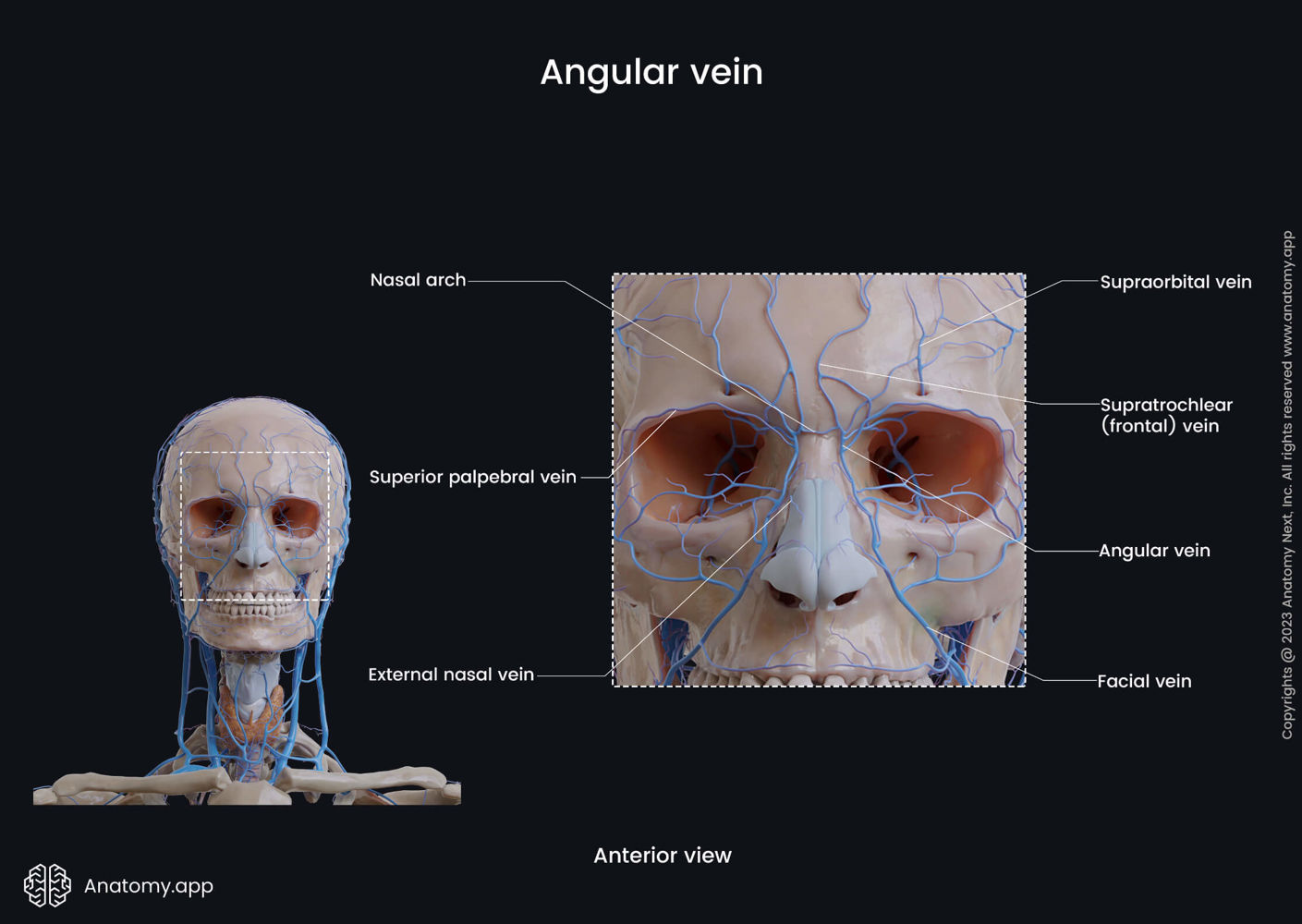Angular vein | Anatomy.app