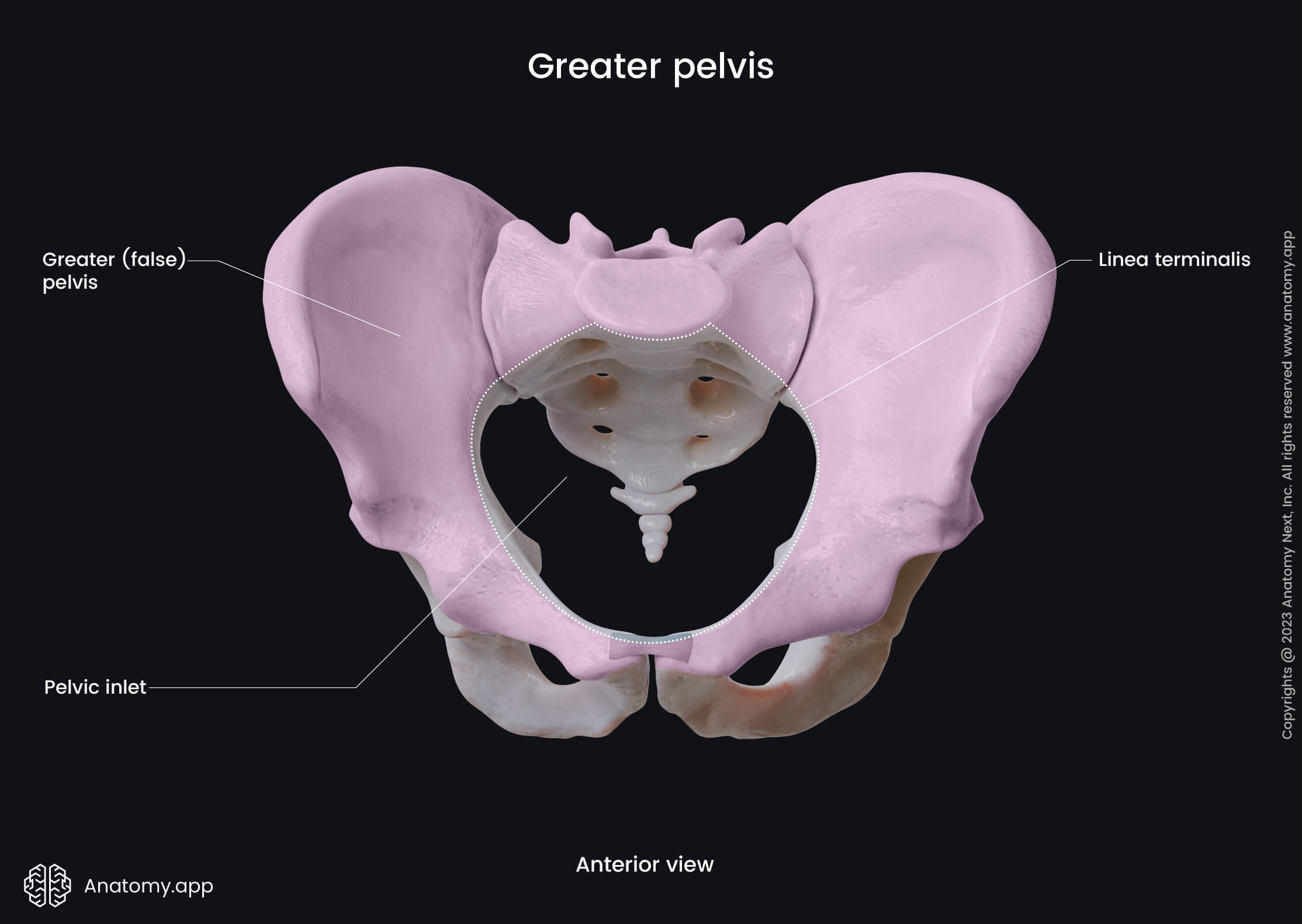 Pelvis | Encyclopedia | Anatomy.app | Learn anatomy | 3D models ...