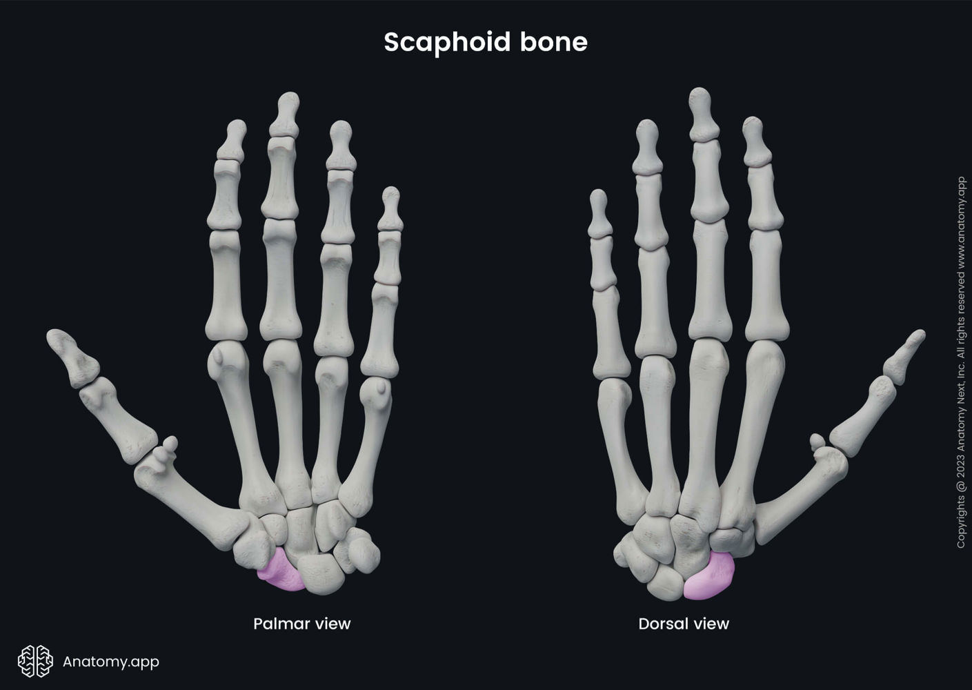 Carpal bones | Anatomy.app