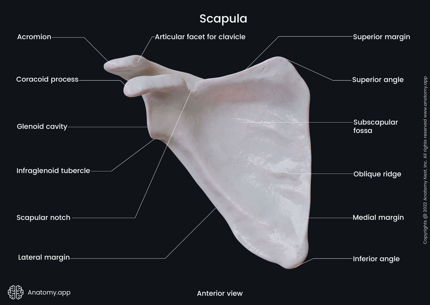 Scapula | Anatomy.app