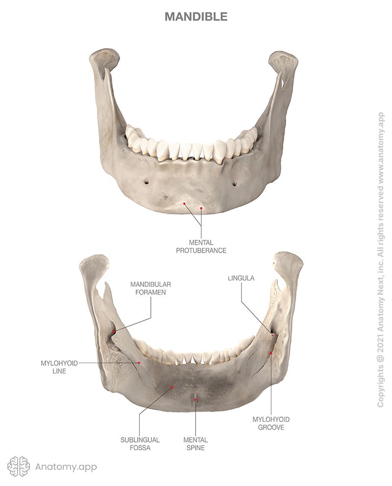 Mandible | Anatomy.app