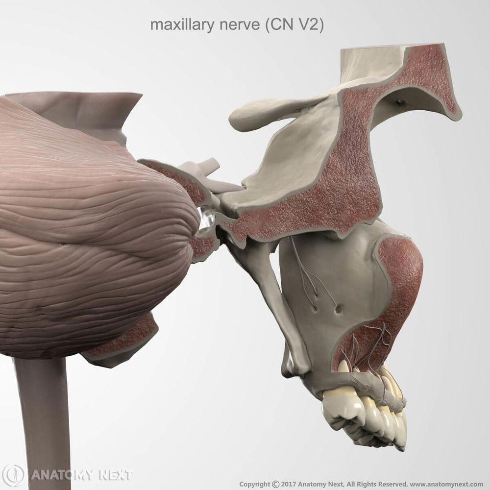 Maxillary nerve (CN V2) | Anatomy.app